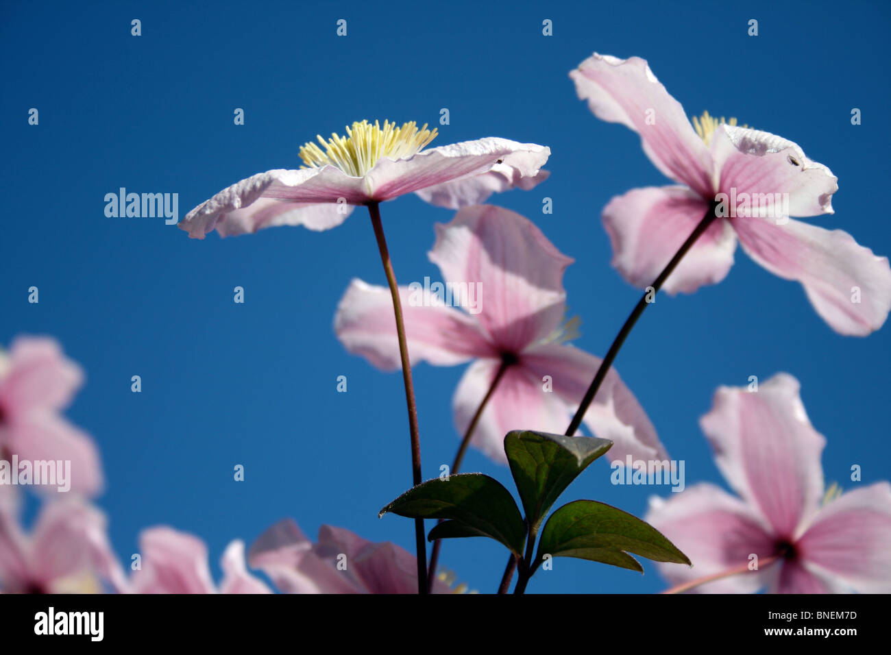 Pale blue clematis hi-res stock photography and images - Alamy