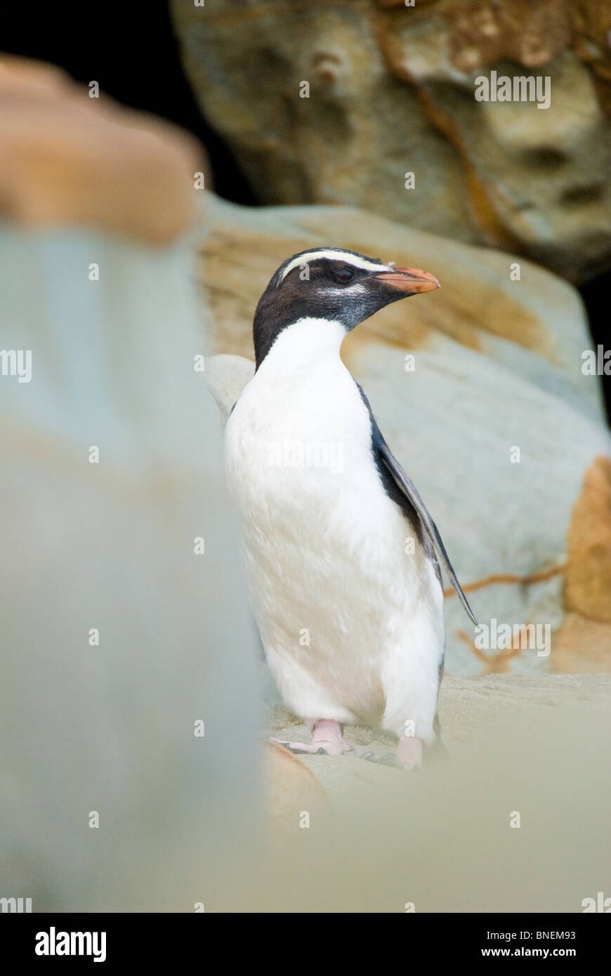 Fiordland Crested Penguin Eudyptes pachyrhynchus Stock Photo - Alamy