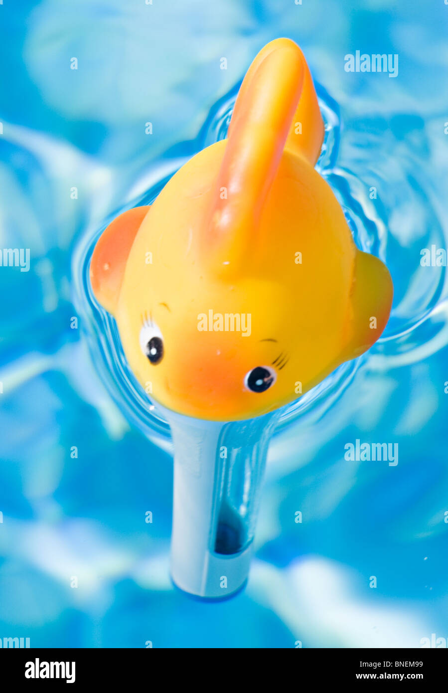 Closeup of Bright Yellow Rubber Goldfish Water Thermometer in Swimming ...