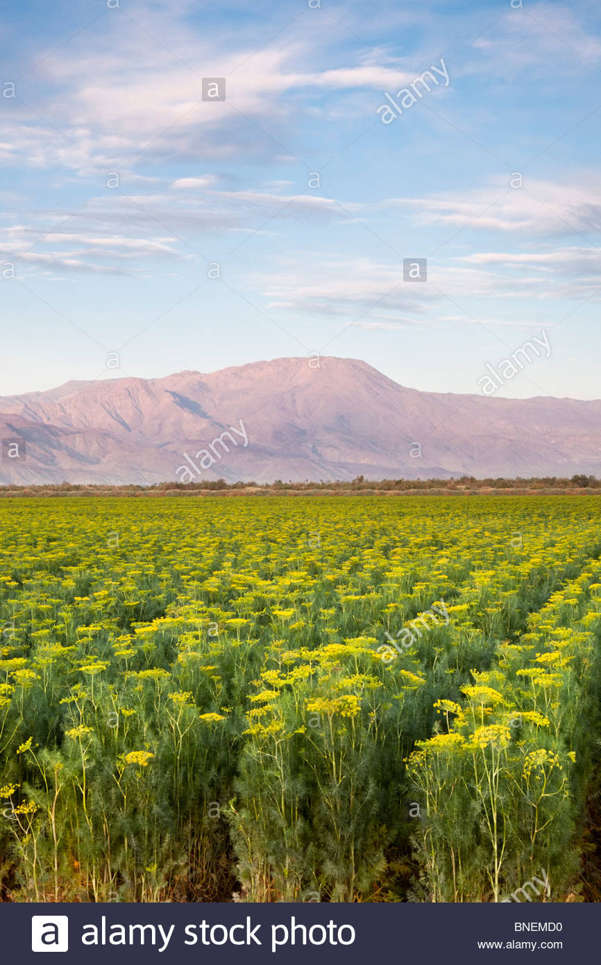 Farms Field California High Resolution Stock Photography and Images - Alamy
