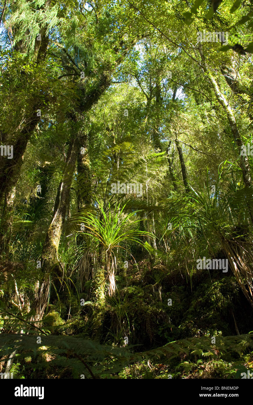 New Zealand forest Stock Photo - Alamy