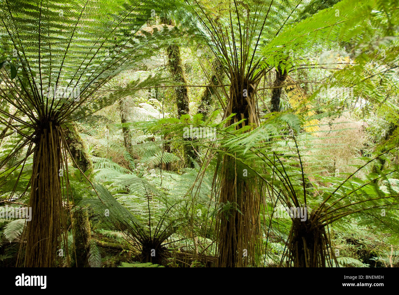New Zealand forest Stock Photo - Alamy
