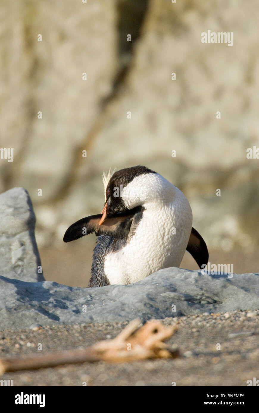 Fiordland Crested Penguin Eudyptes pachyrhynchus Stock Photo - Alamy