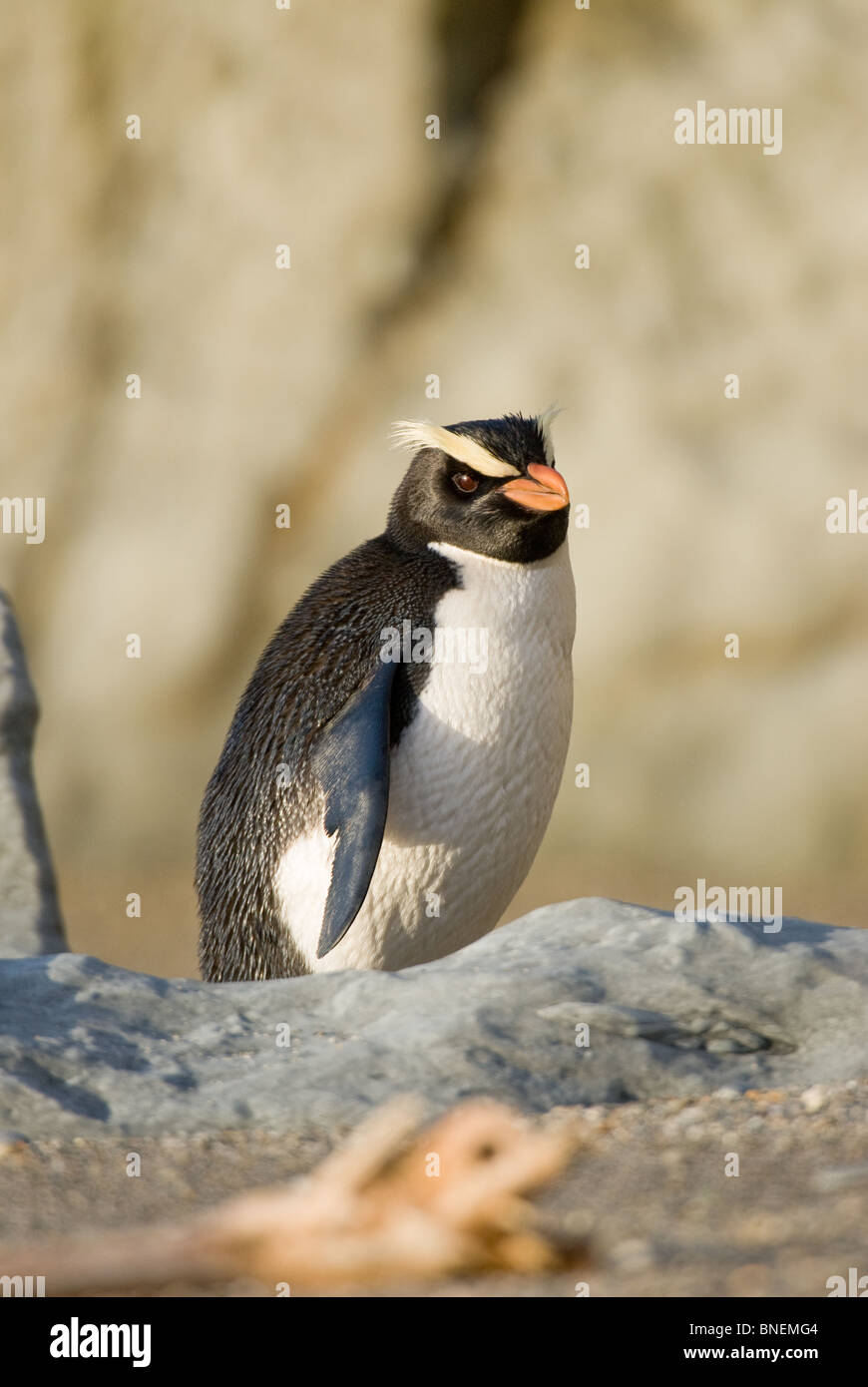 Fiordland Crested Penguin Eudyptes pachyrhynchus Stock Photo - Alamy