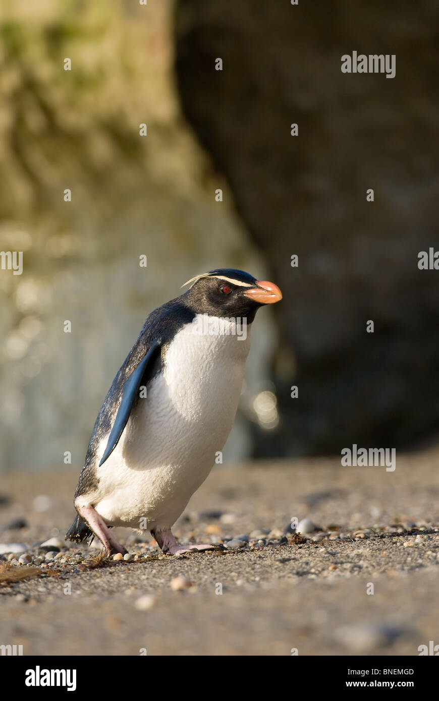 Fiordland Crested Penguin Eudyptes pachyrhynchus Stock Photo - Alamy