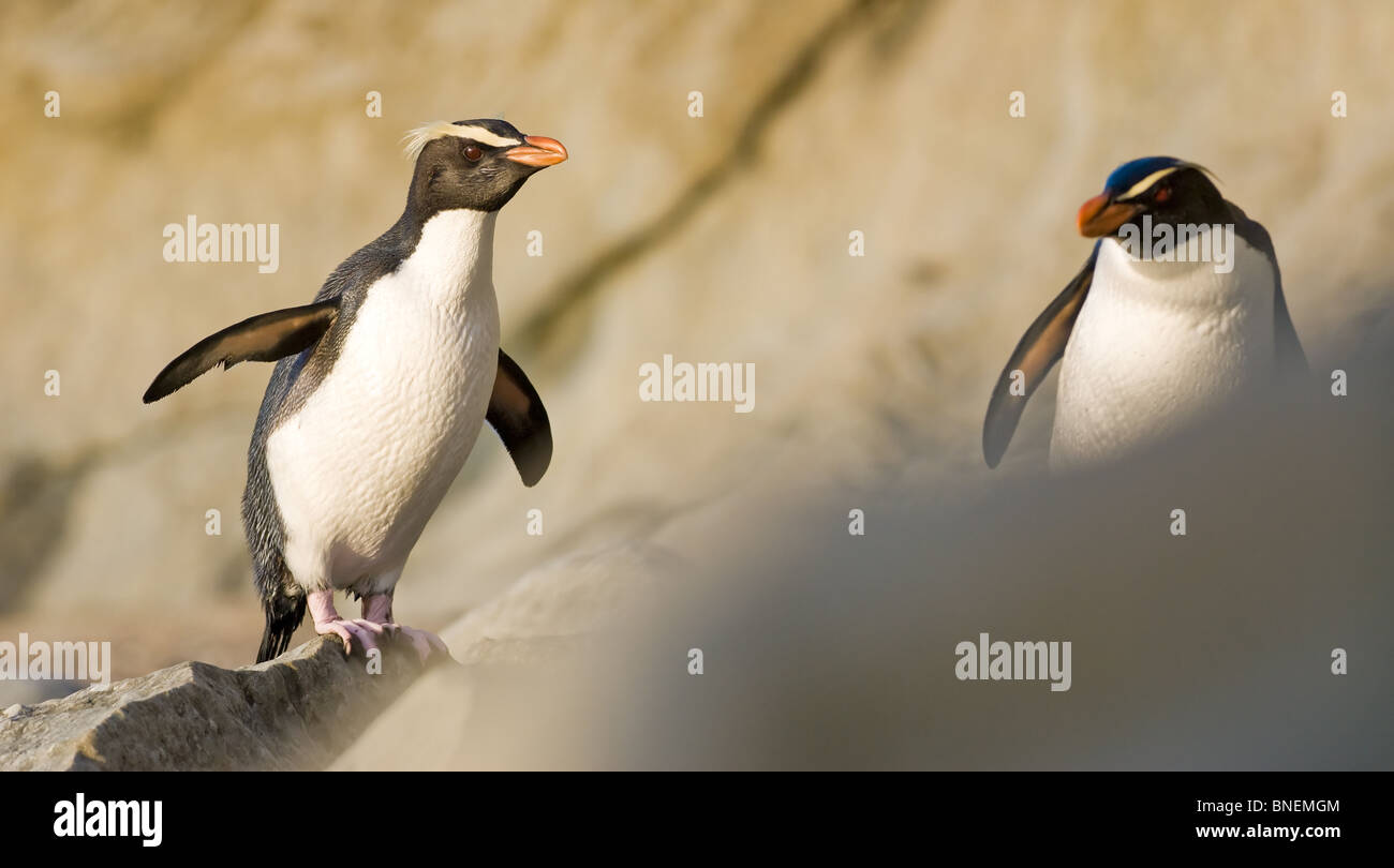 Fiordland Crested Penguin Eudyptes pachyrhynchus Stock Photo - Alamy