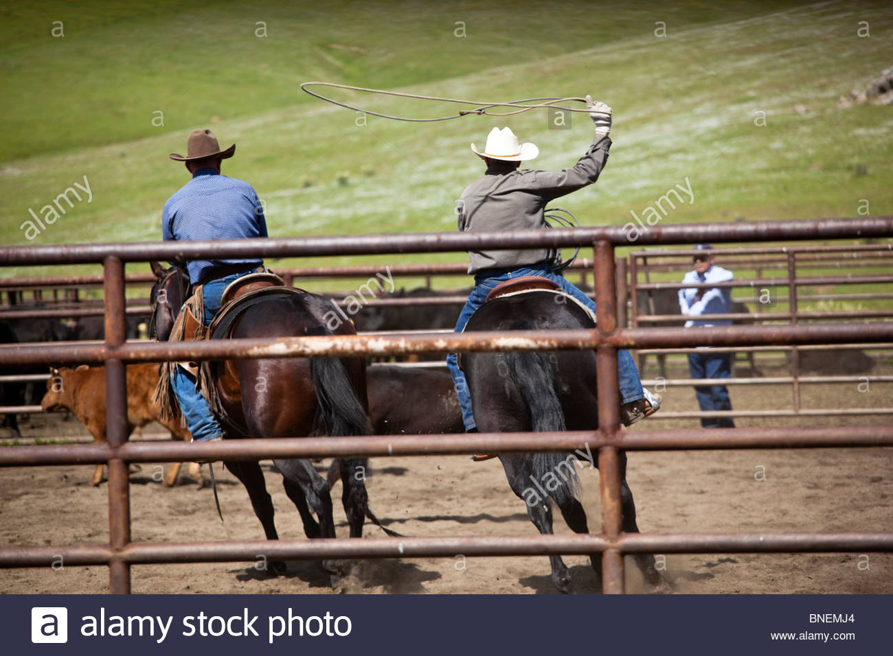 Cattle Branding California High Resolution Stock Photography and Images ...