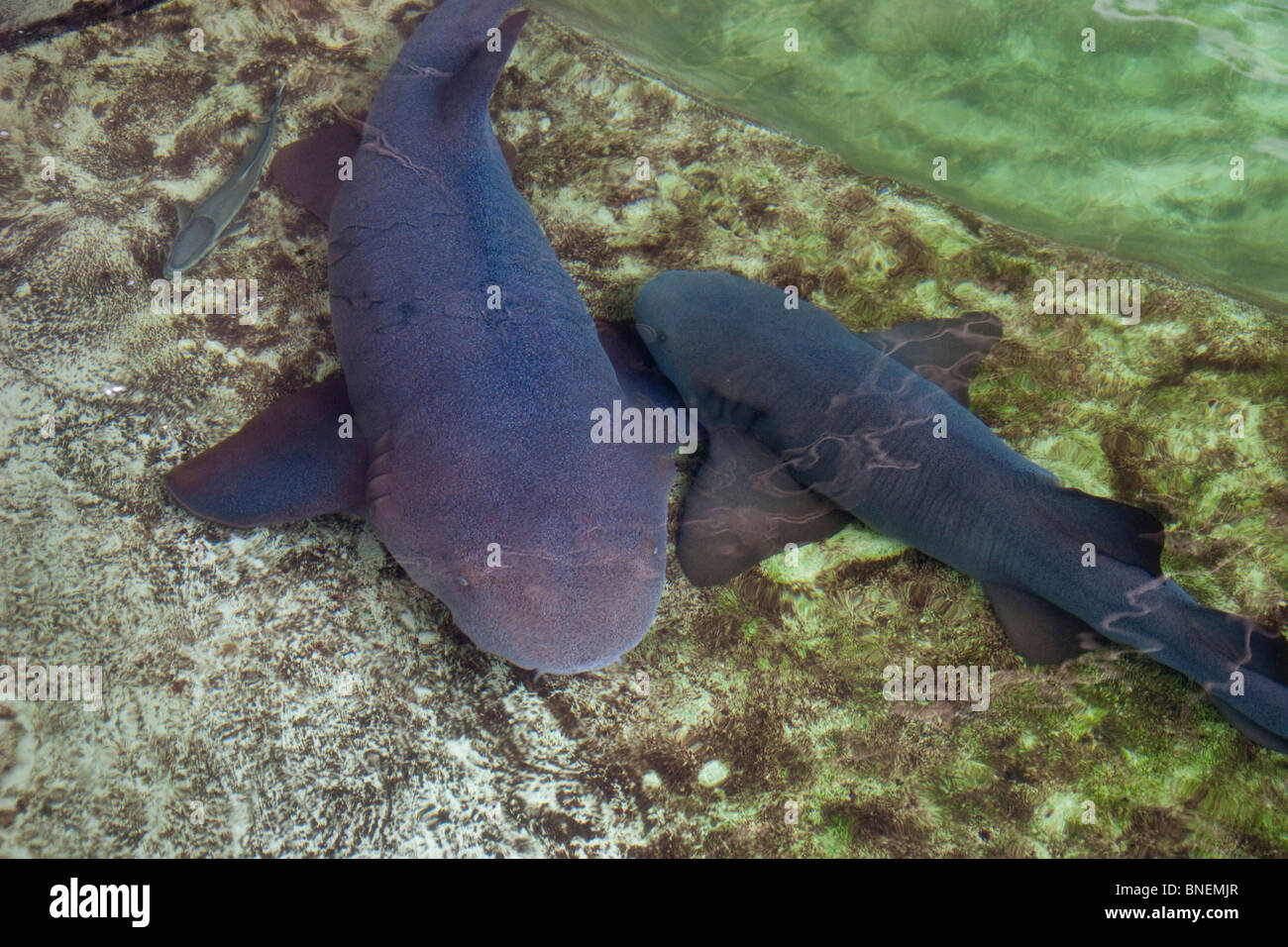 Shark panama hi-res stock photography and images - Alamy