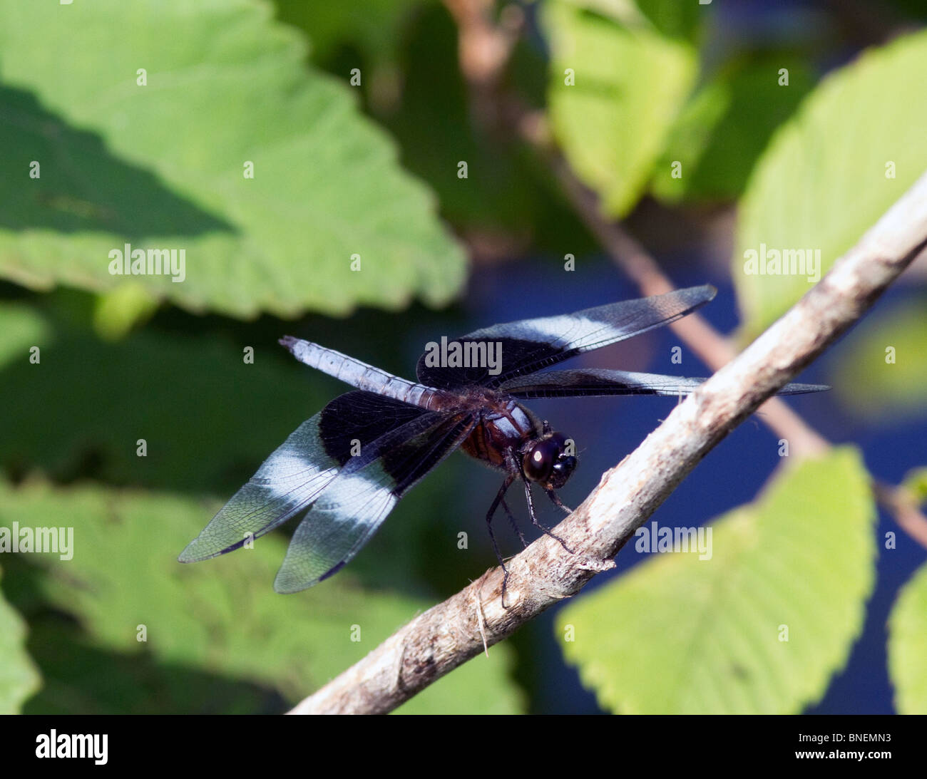 Anisoptera hi-res stock photography and images - Alamy
