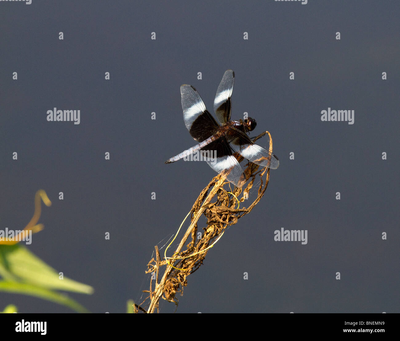 Anisoptera hi-res stock photography and images - Alamy