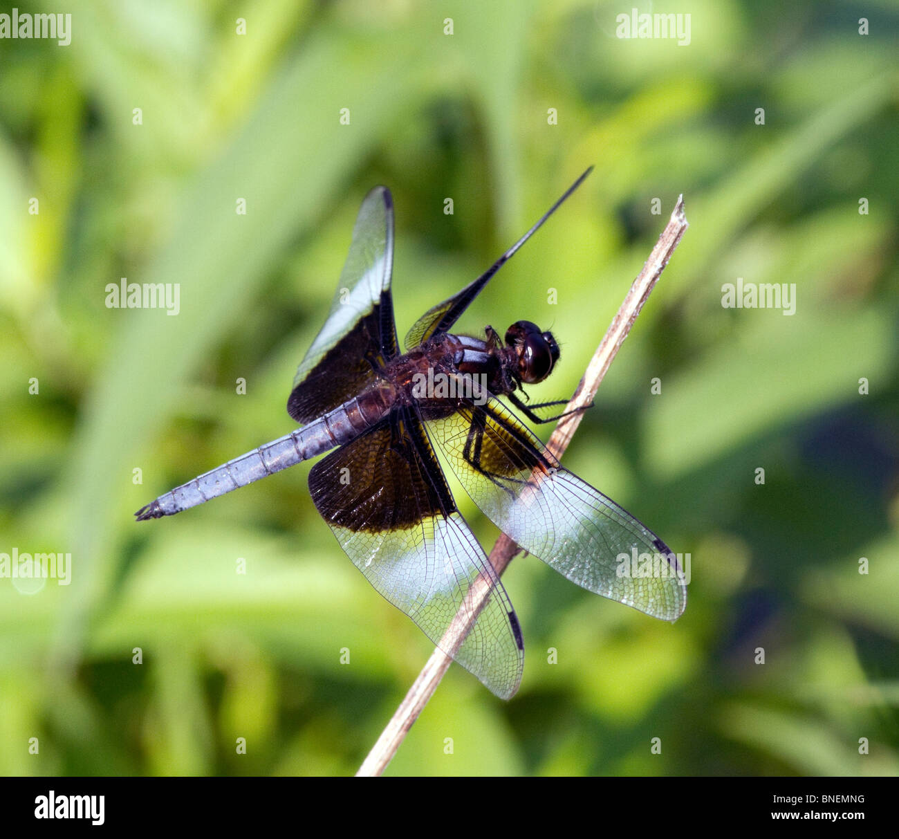 Anisoptera hi-res stock photography and images - Alamy