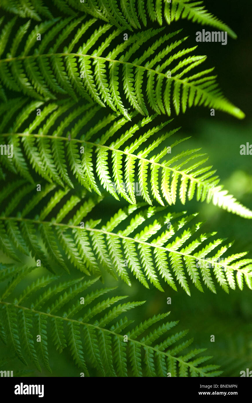 New Zealand tree fern Stock Photo - Alamy