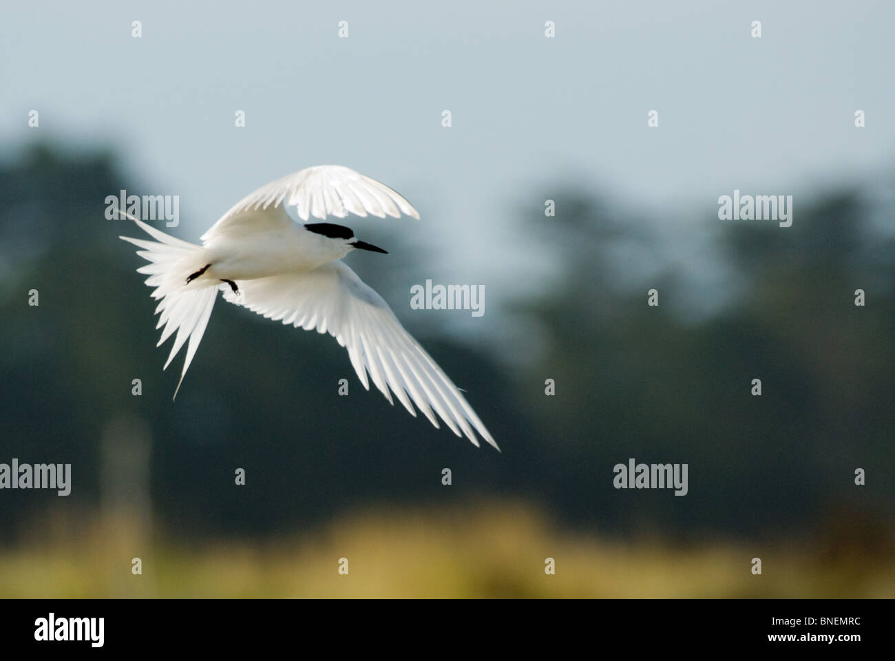 White-fronted Terns Sterna striata Stock Photo - Alamy