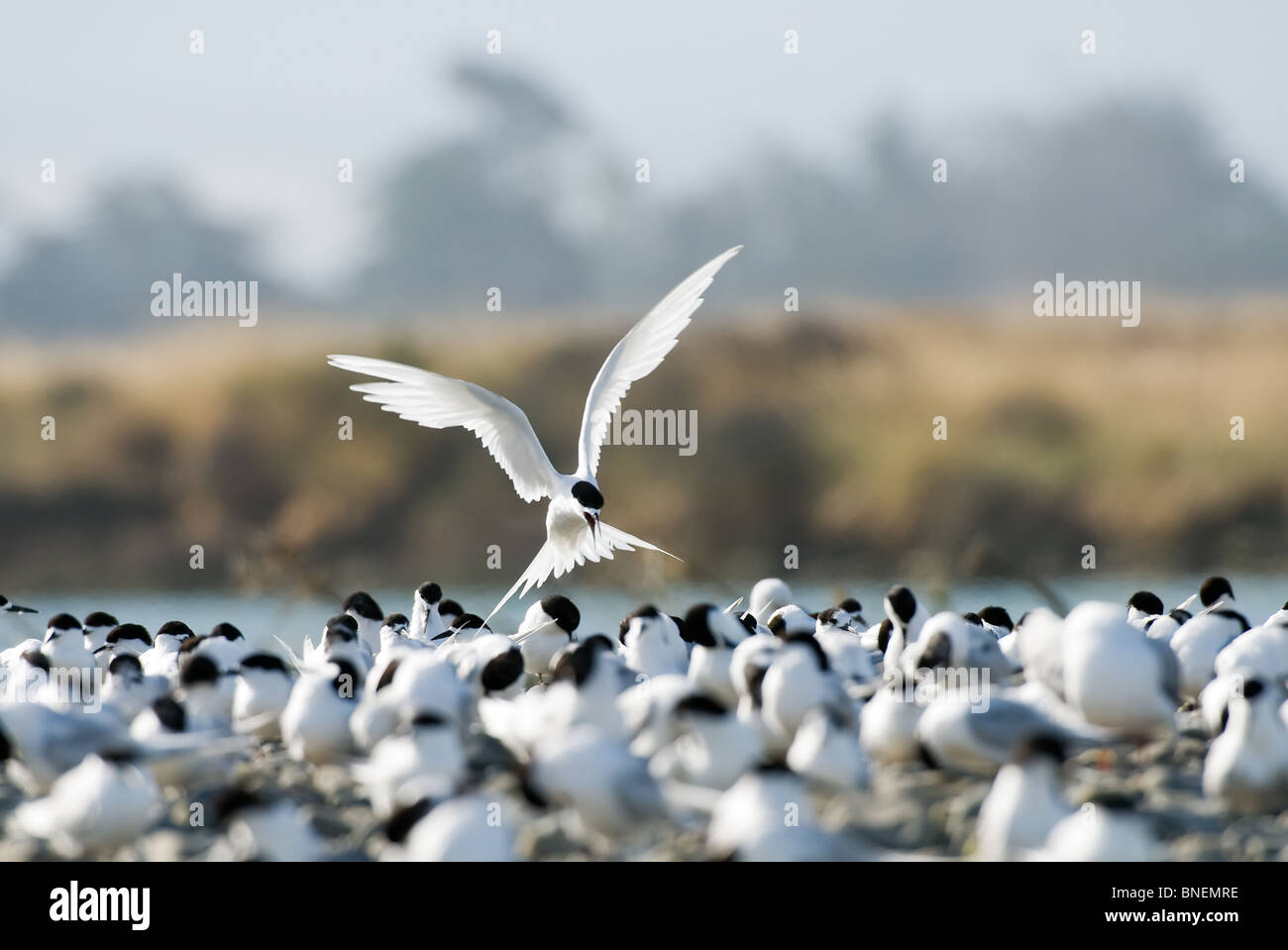 White-fronted Terns Sterna striata Stock Photo - Alamy