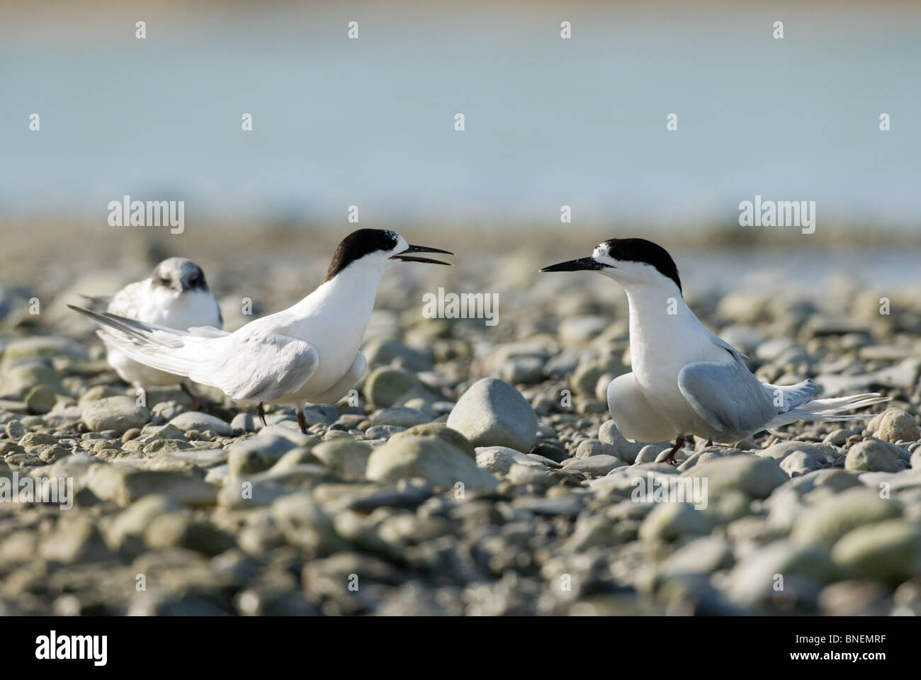 White-fronted Terns Sterna striata Stock Photo - Alamy