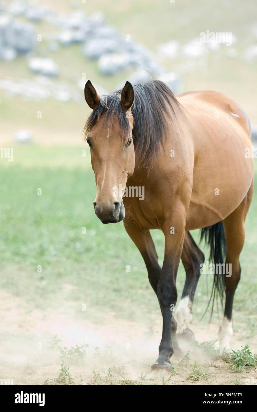 Horse Equus ferus caballus Stock Photo - Alamy