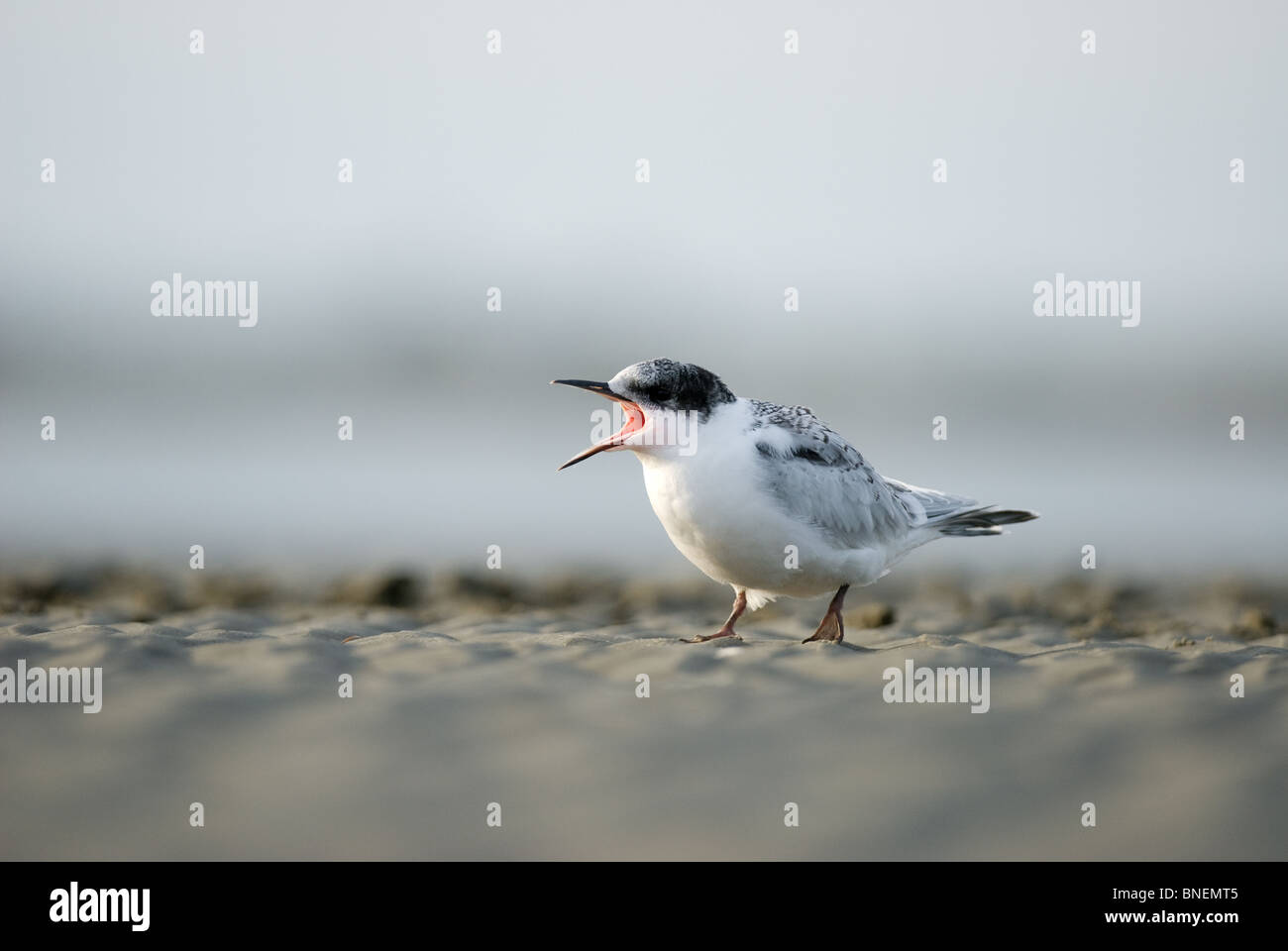 Juvenile White-fronted Terns Sterna striata Stock Photo - Alamy