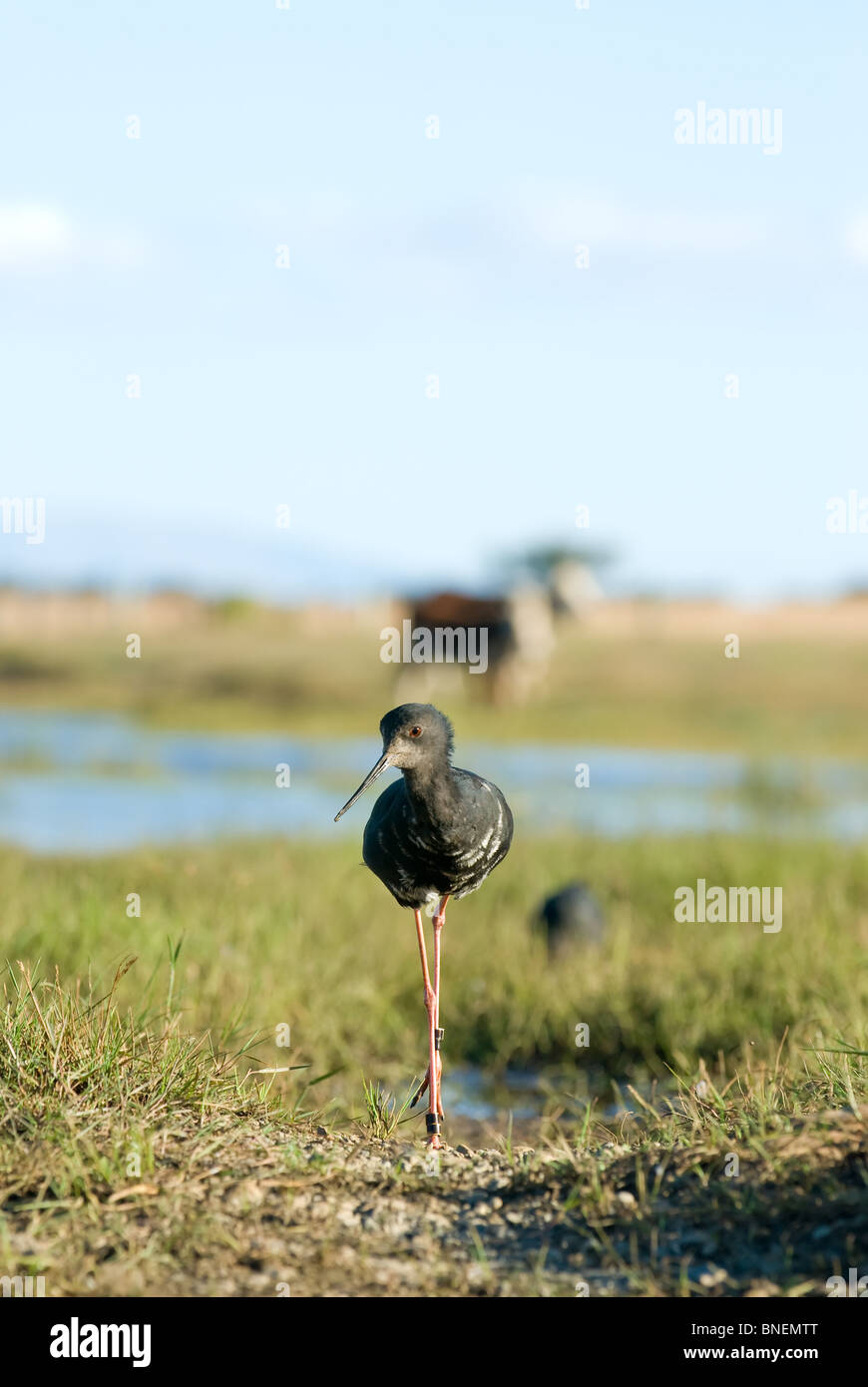 New Zealand Black Stilt Himantopus novaezelandiae Stock Photo - Alamy