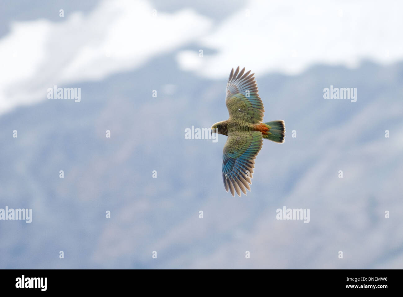 Kea bird hi-res stock photography and images - Alamy