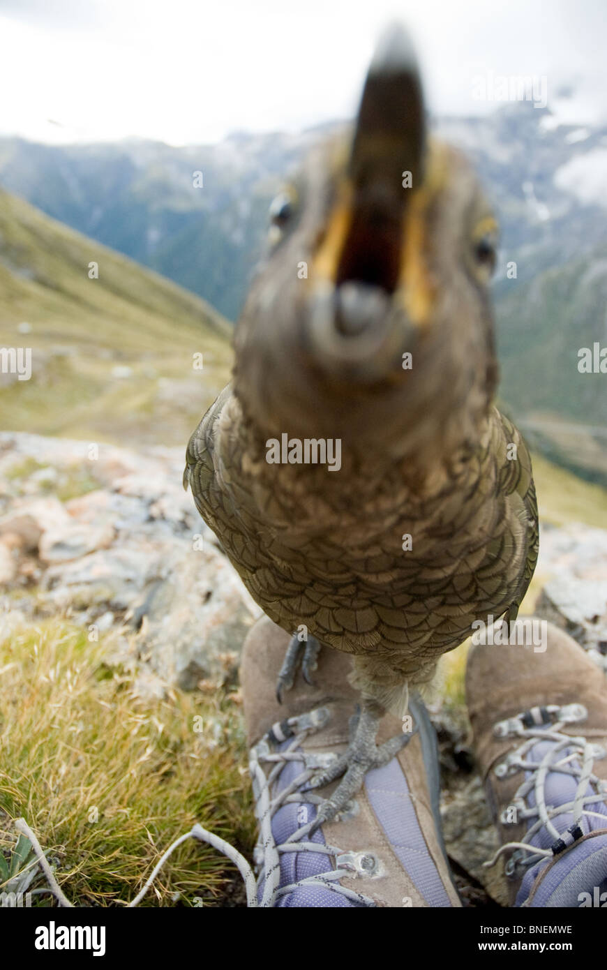 Nestor parrot hi-res stock photography and images - Alamy