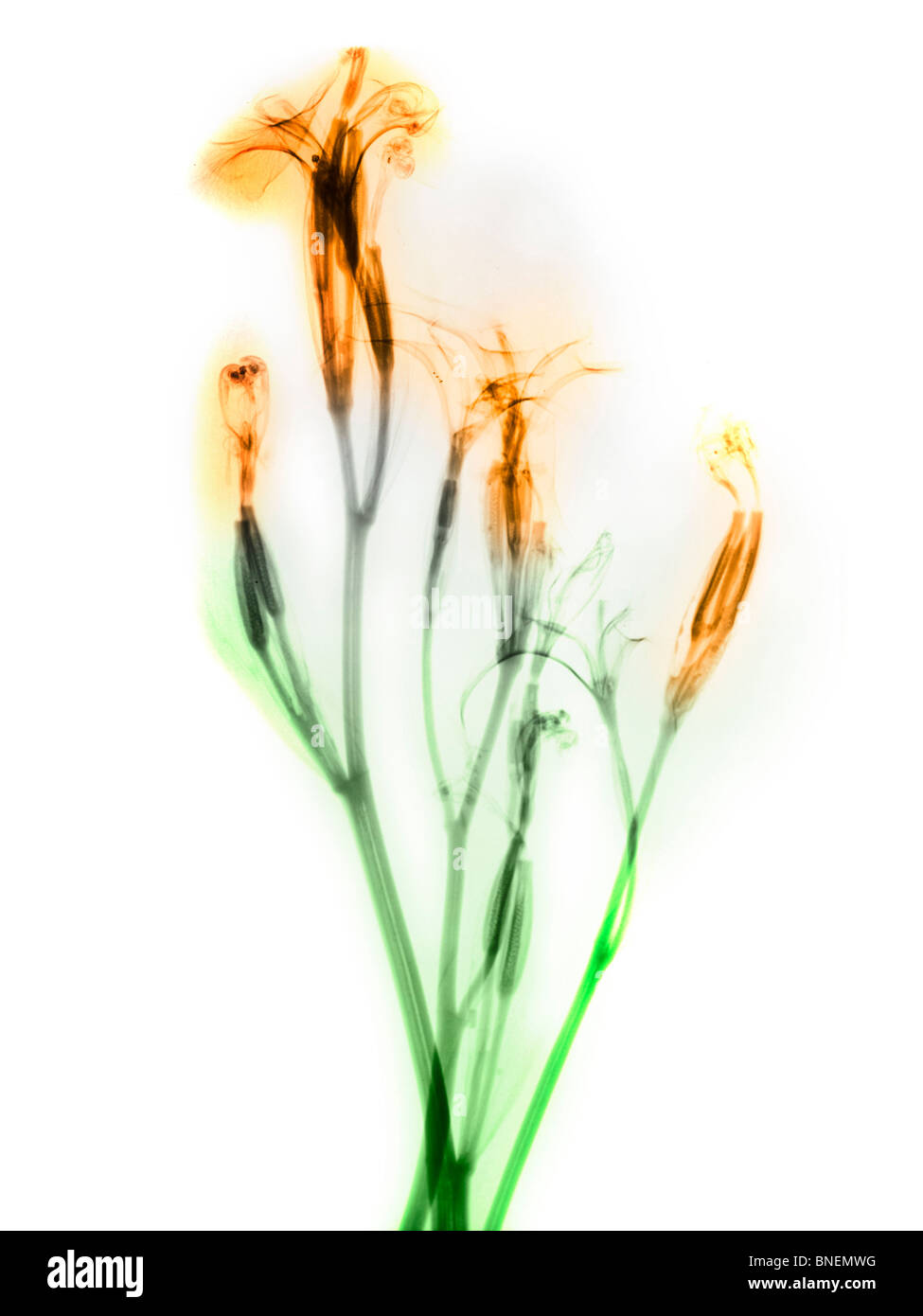 x-ray of daylily flowers Stock Photo - Alamy