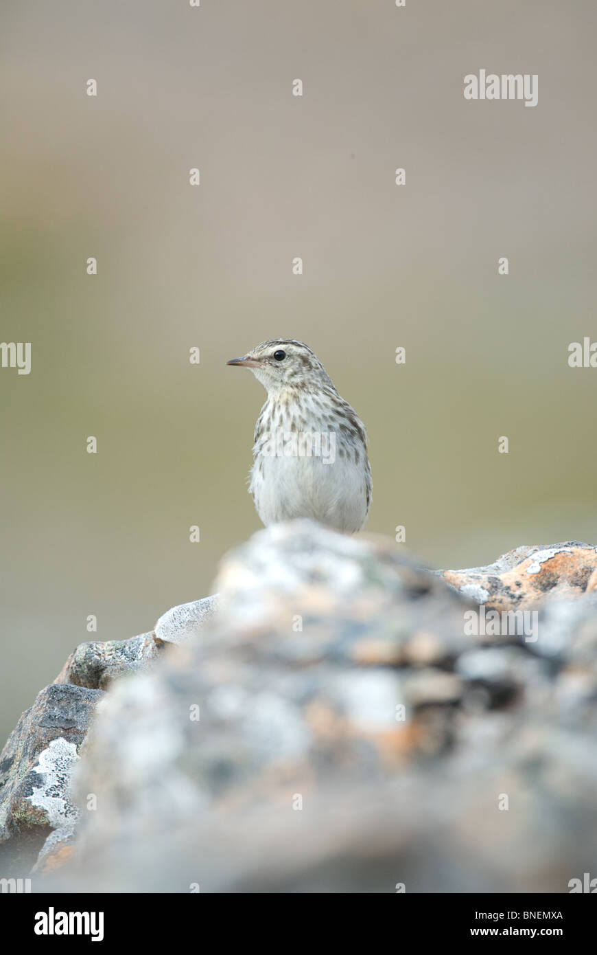 New Zealand Pipit Anthus novaeseelandiae Stock Photo - Alamy