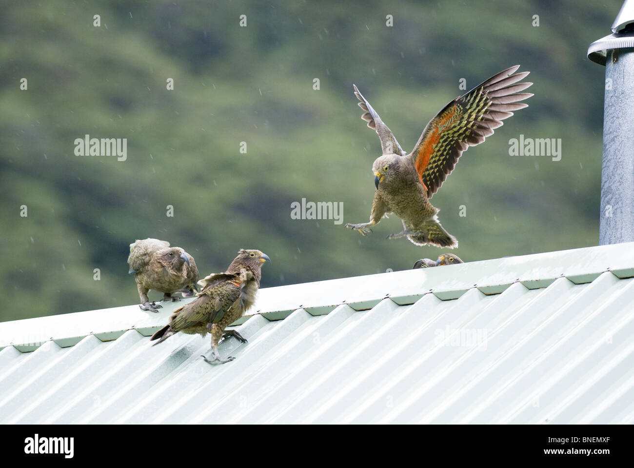 Nestor parrot hi-res stock photography and images - Alamy
