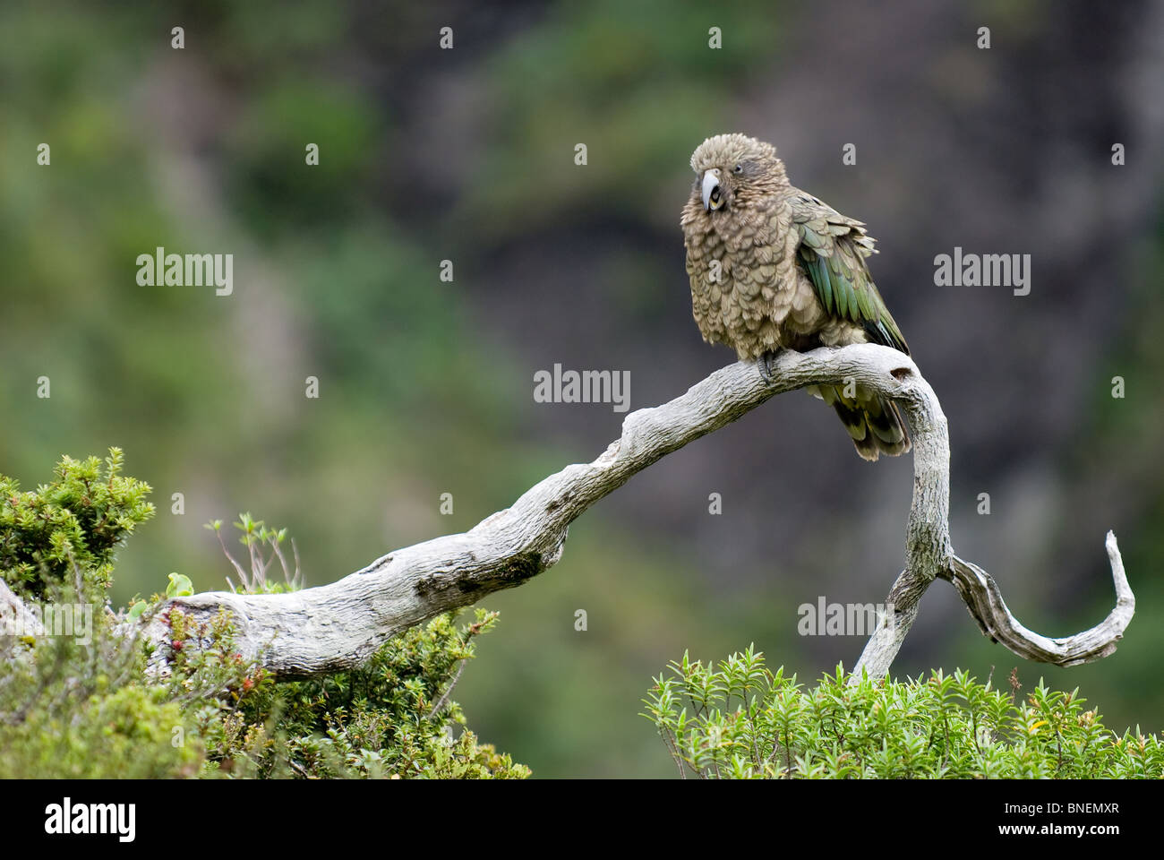 Nestor parrot hi-res stock photography and images - Alamy