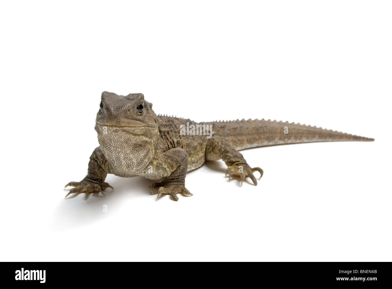 Tuatara Sphenodon punctatus punctatus Stock Photo - Alamy