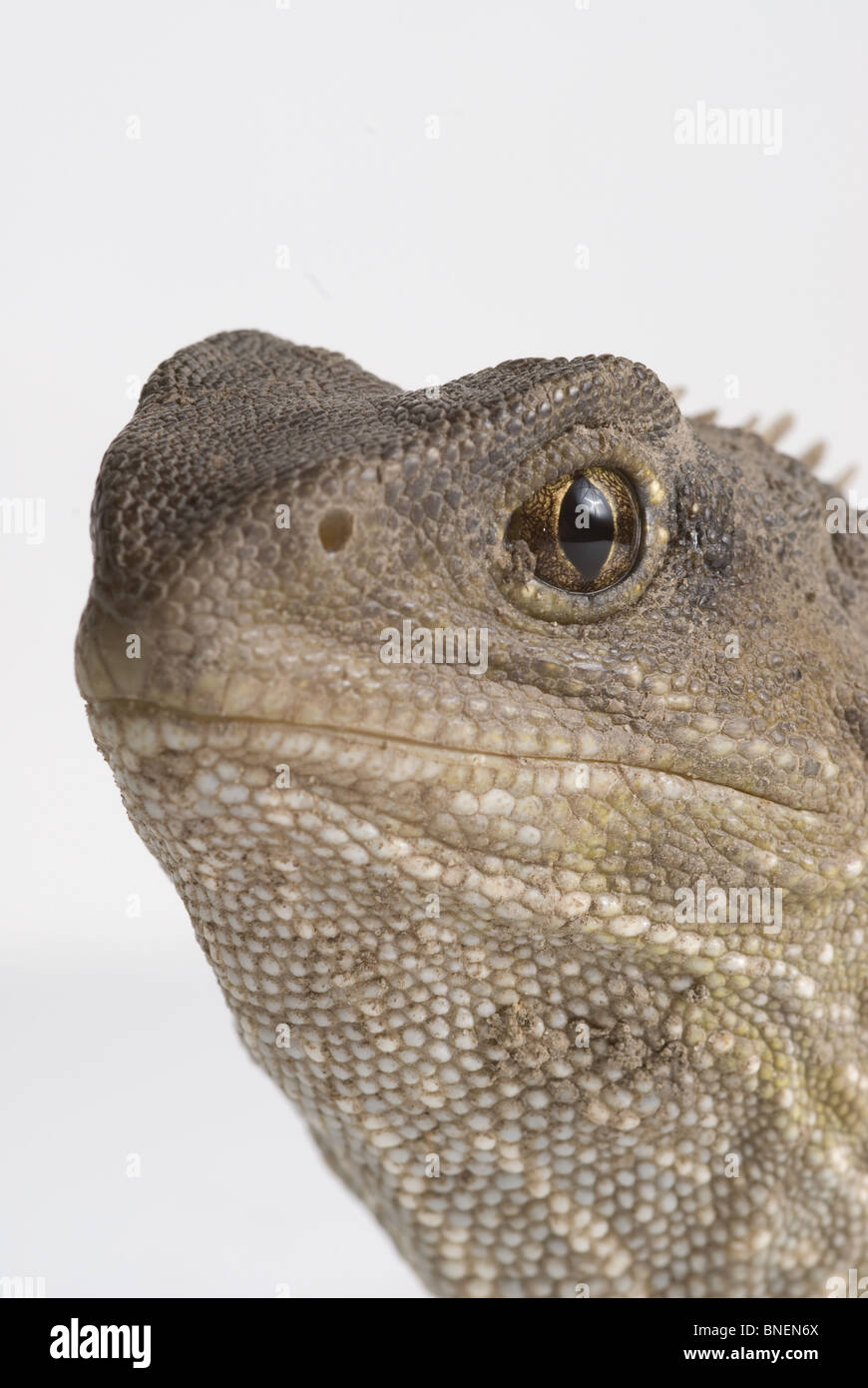 Tuatara Sphenodon punctatus punctatus Stock Photo - Alamy