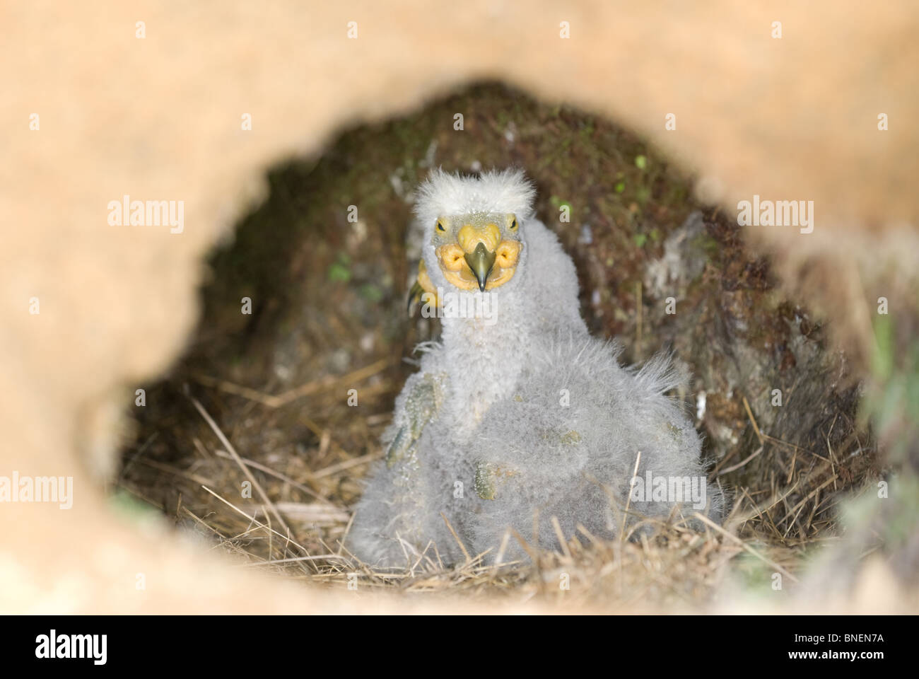 Kea parrot baby hi-res stock photography and images - Alamy