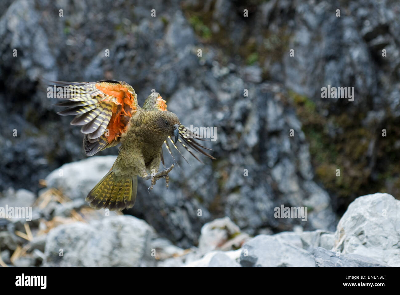 Kea bird hi-res stock photography and images - Alamy