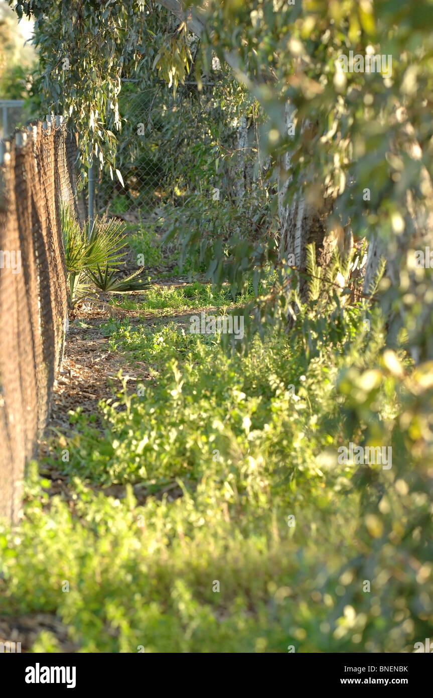 Overgrown with foliage hi-res stock photography and images - Alamy