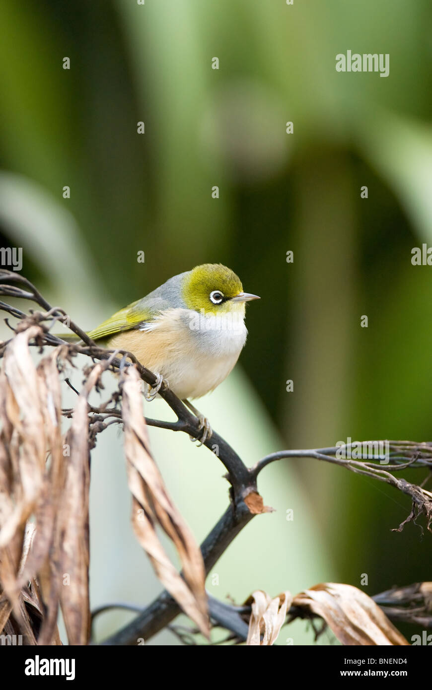 Waxeye Zosterops lateralis Stock Photo - Alamy