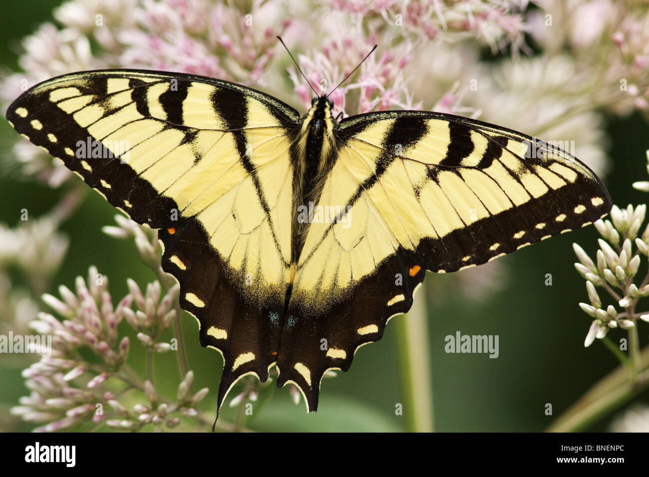 Male eastern tiger swallowtail (Papilio glaucus) on Joe Pye Weed ...
