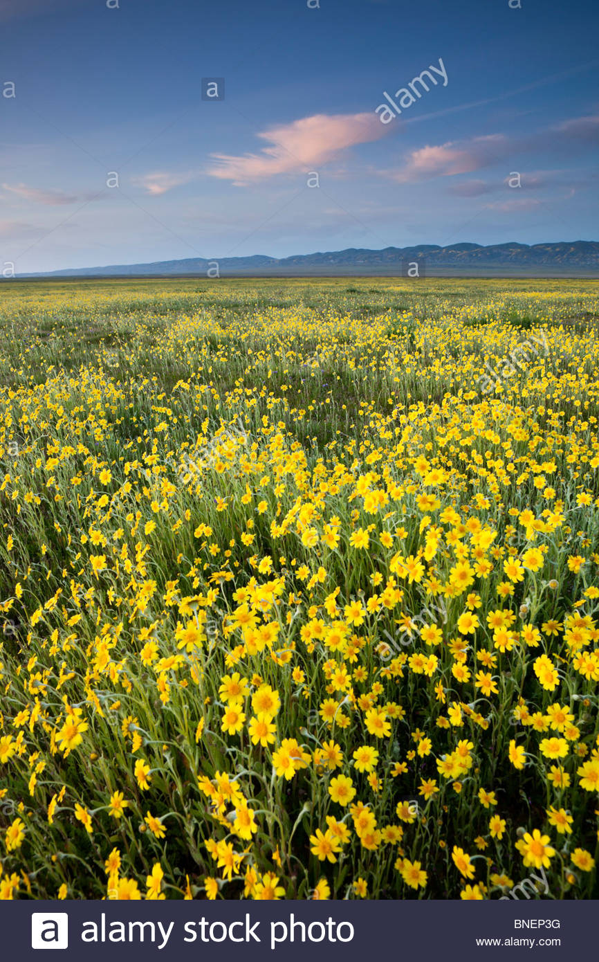 Valley Of Flowers National Parks High Resolution Stock Photography and ...