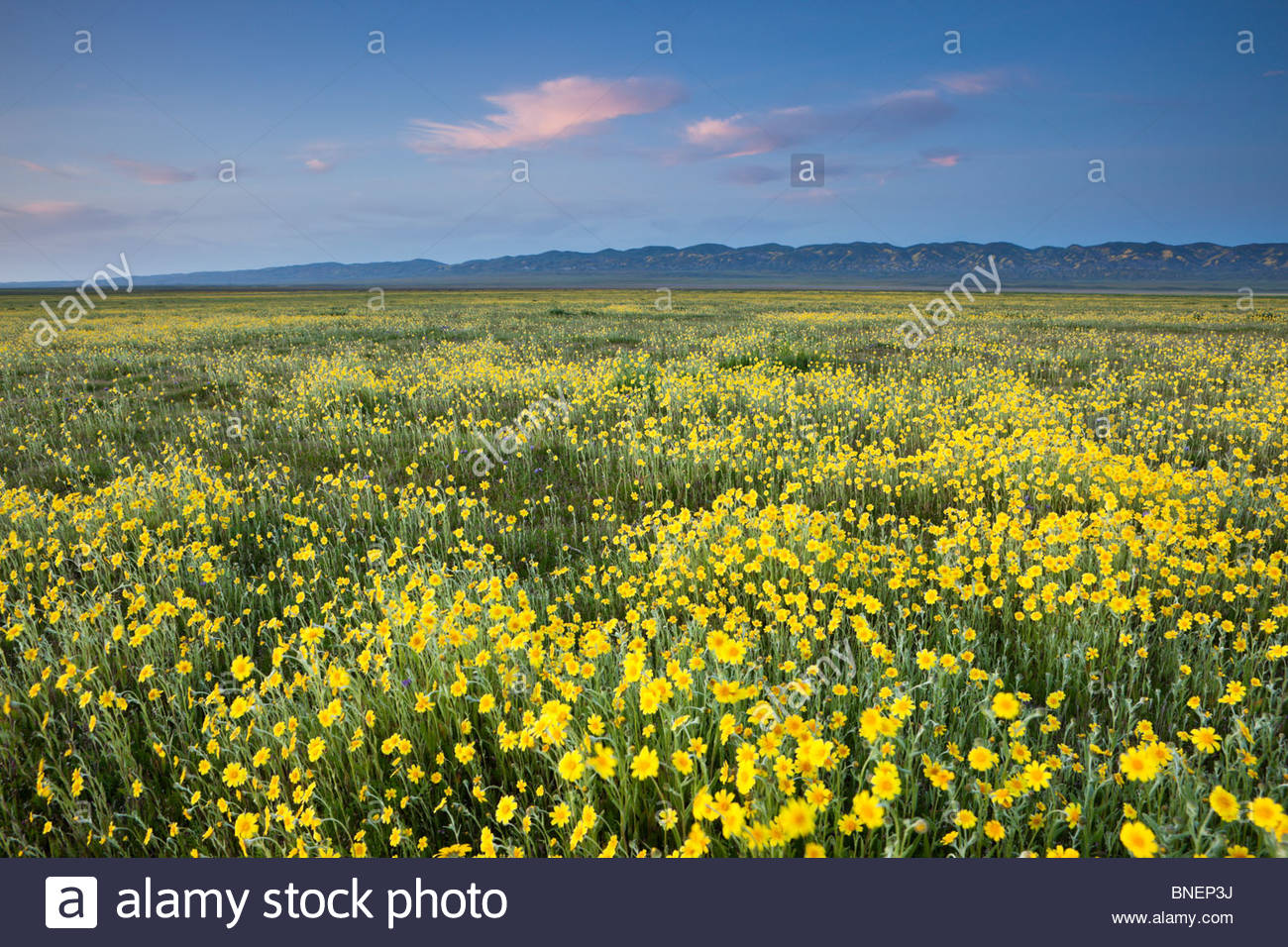 Carrizo Plain Wildflowers High Resolution Stock Photography and Images ...