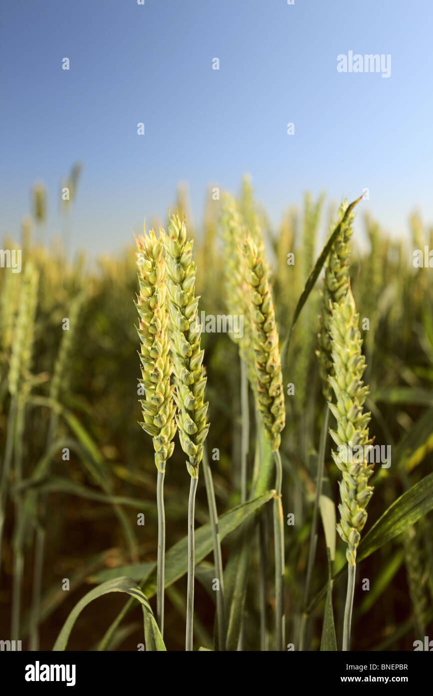wheat in a sunny day Stock Photo - Alamy