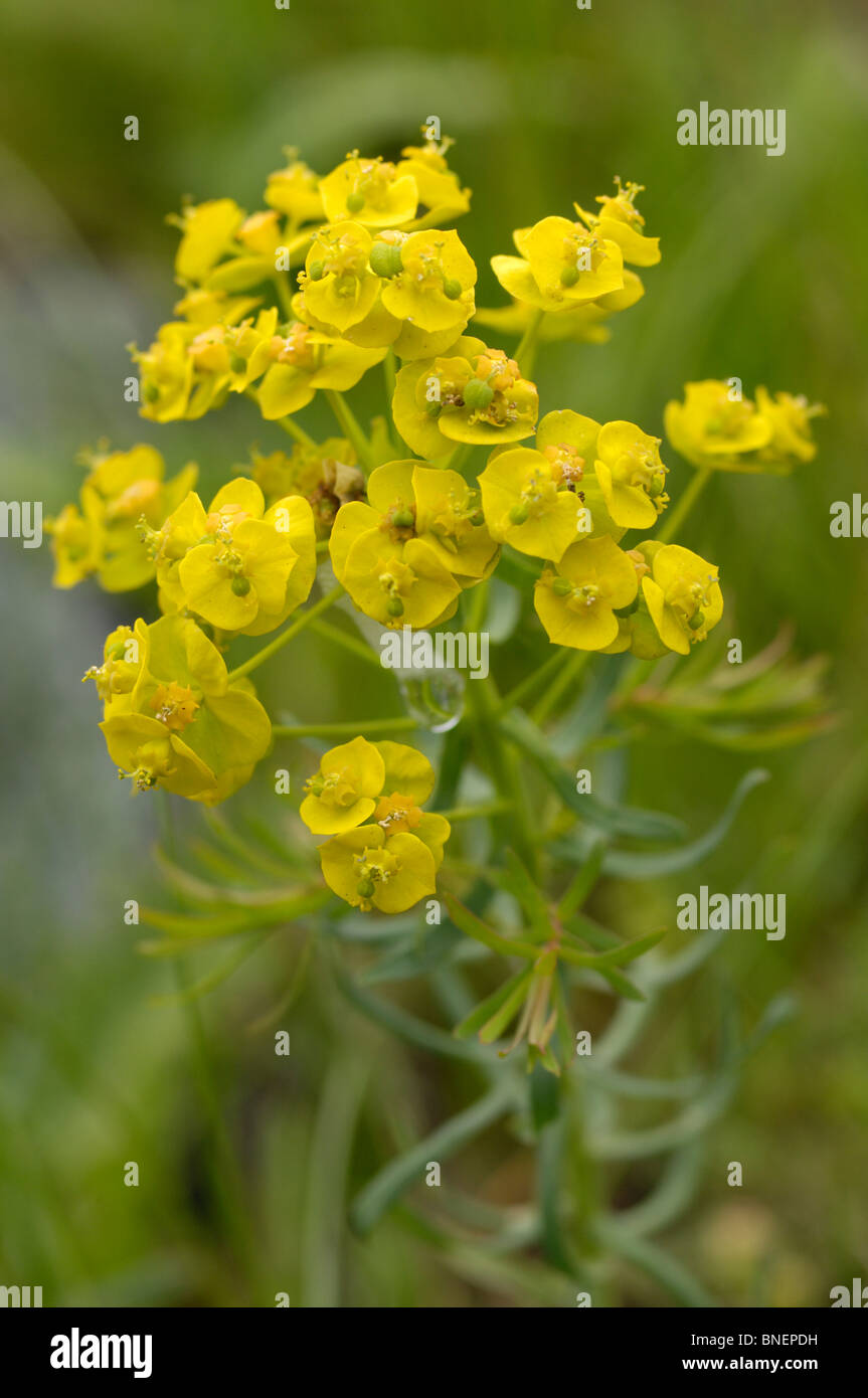 Wild flowers, Otztal valley, Tyrol, Austria Stock Photo - Alamy