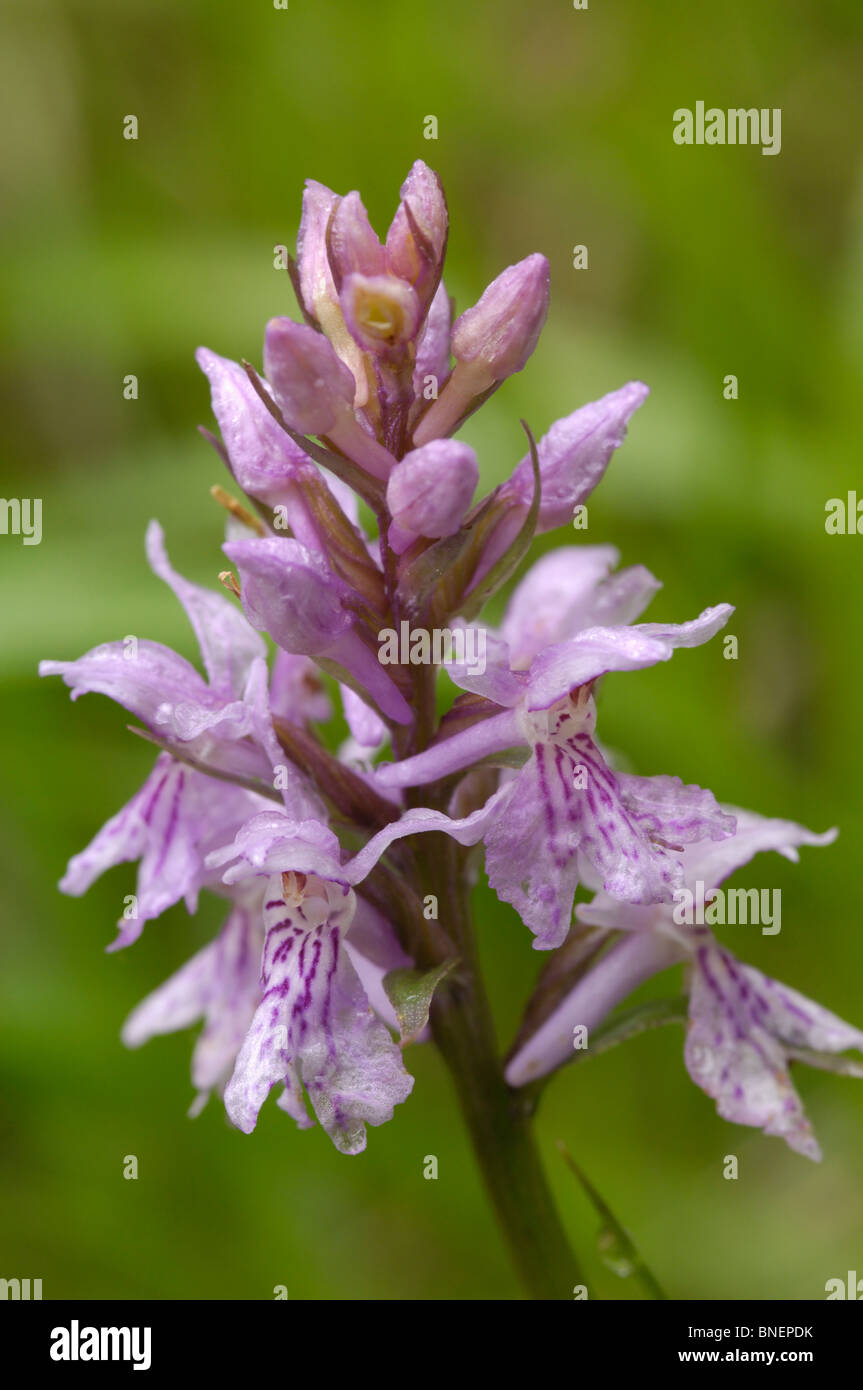 Italian wild flower hi-res stock photography and images - Alamy
