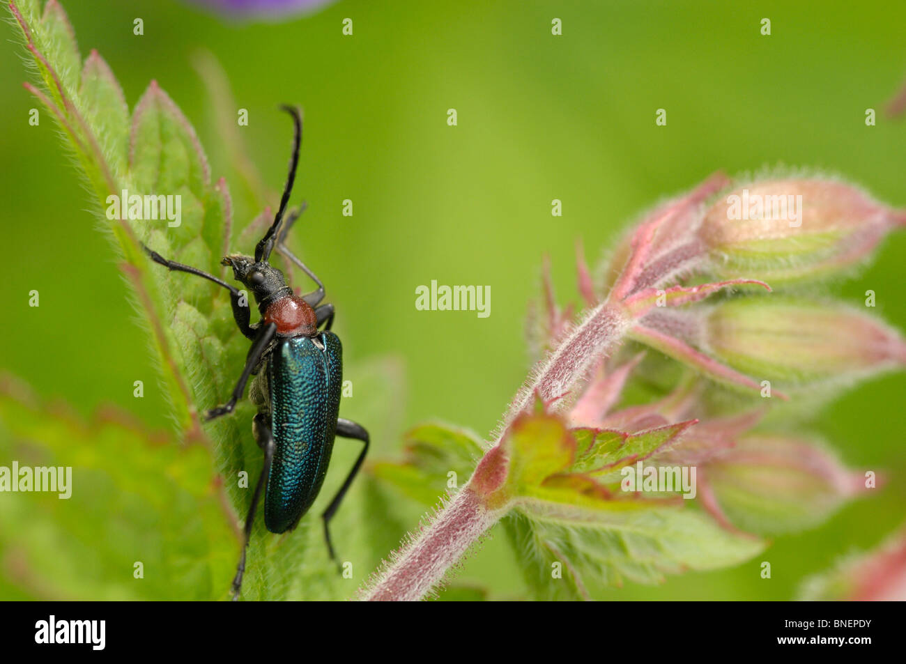 German insect hi-res stock photography and images - Alamy