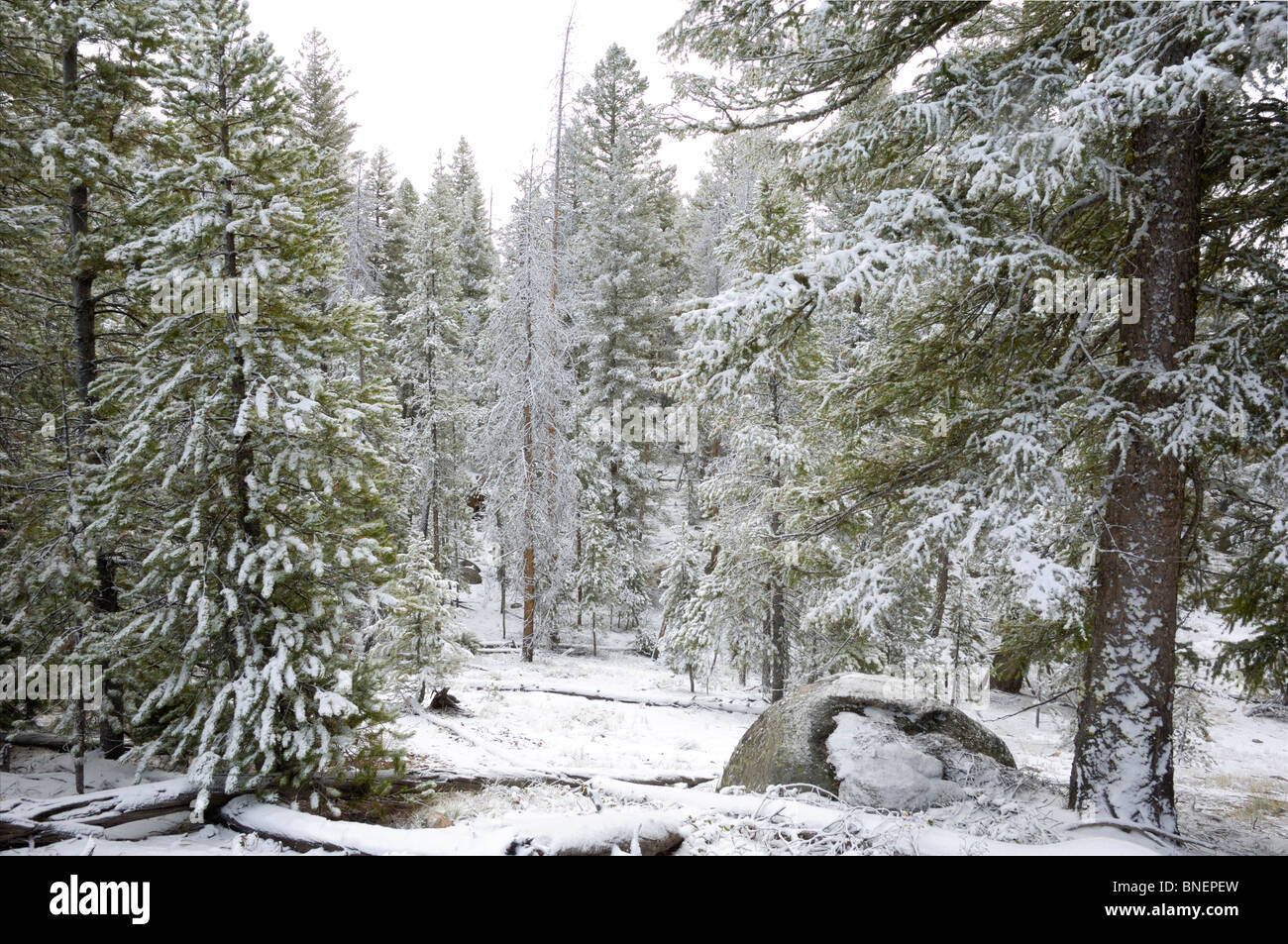 Snow covered pine and fir forest, Sawtooth Mountains, Rocky Mountains ...