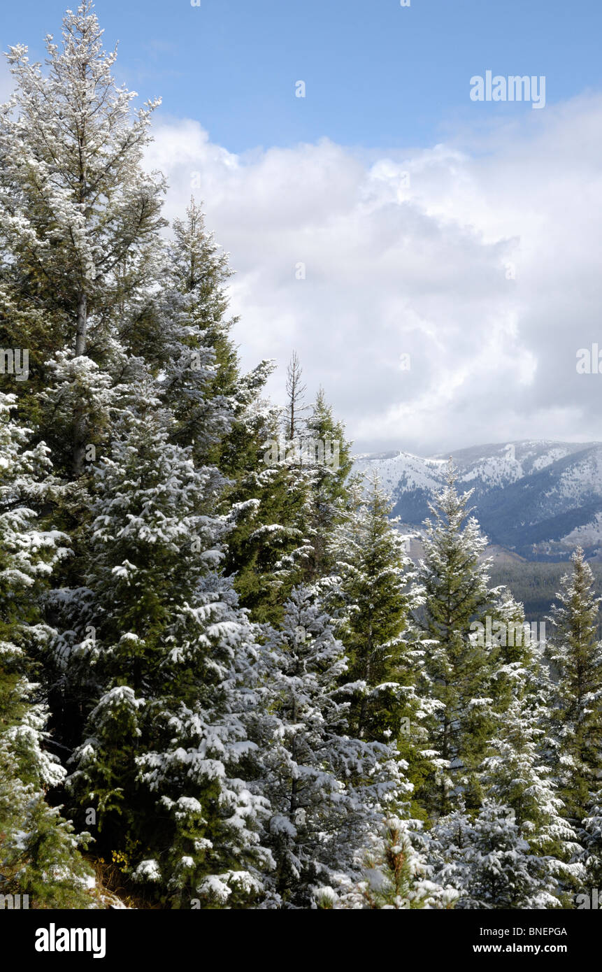 Snow covered pine and fir forest, Sawtooth Mountains, Rocky Mountains ...