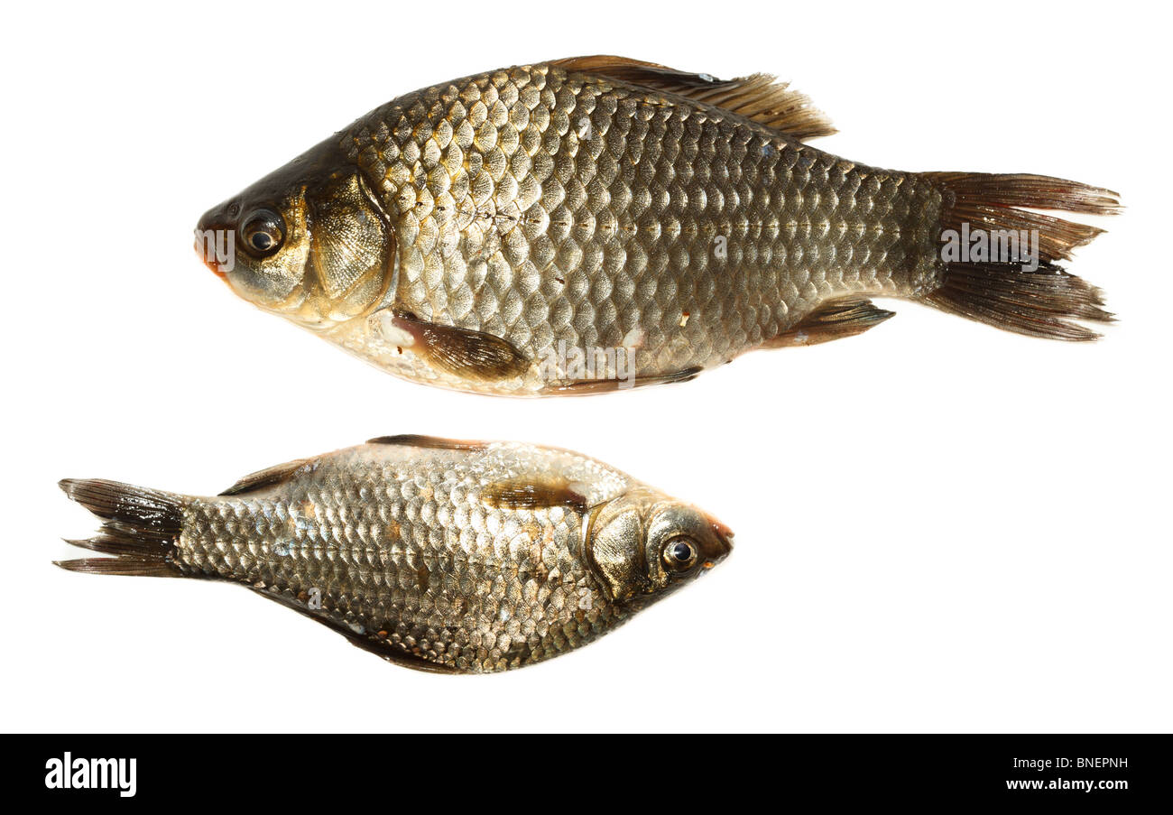 Freshwater fish in front of white background Stock Photo - Alamy