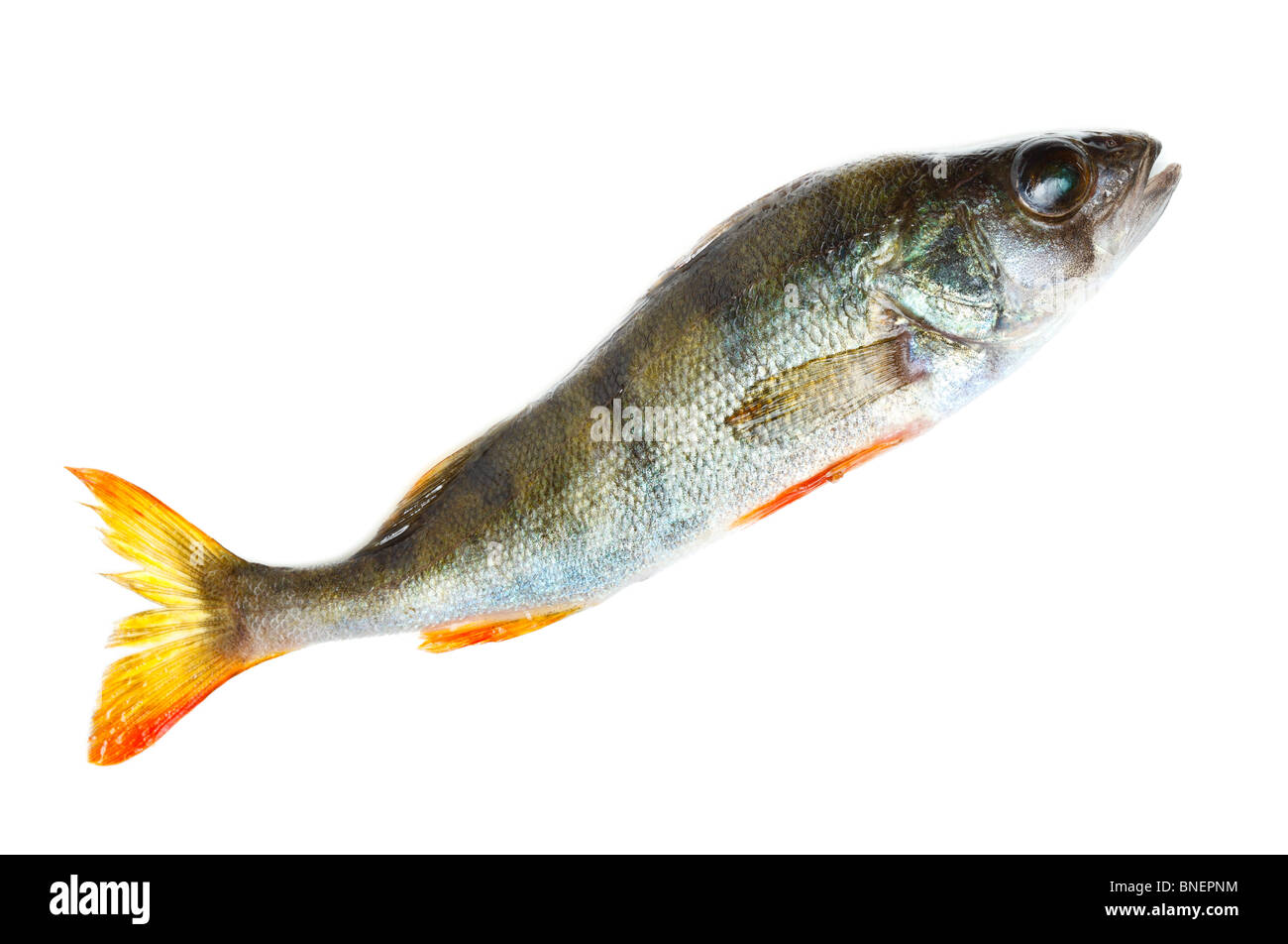 Freshwater fish in front of white background Stock Photo - Alamy