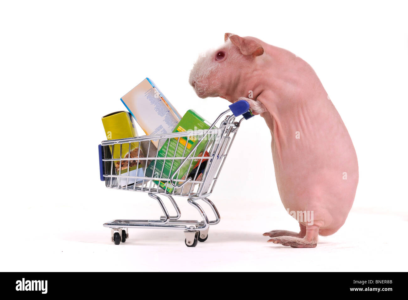 Guinea Pig is Busy Shopping with Shopping Cart Stock Photo - Alamy
