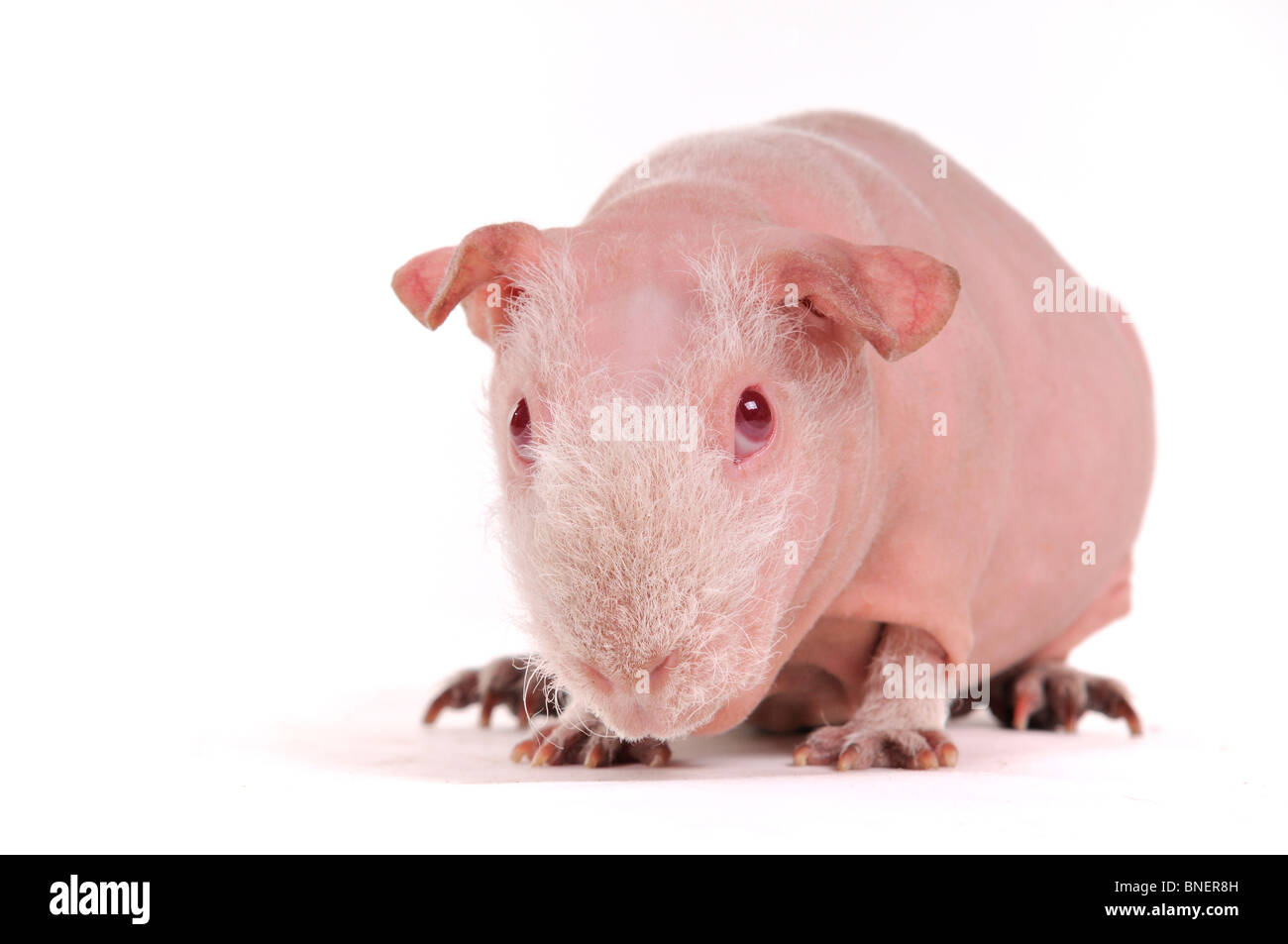 Bald mouse Cut Out Stock Images & Pictures - Alamy