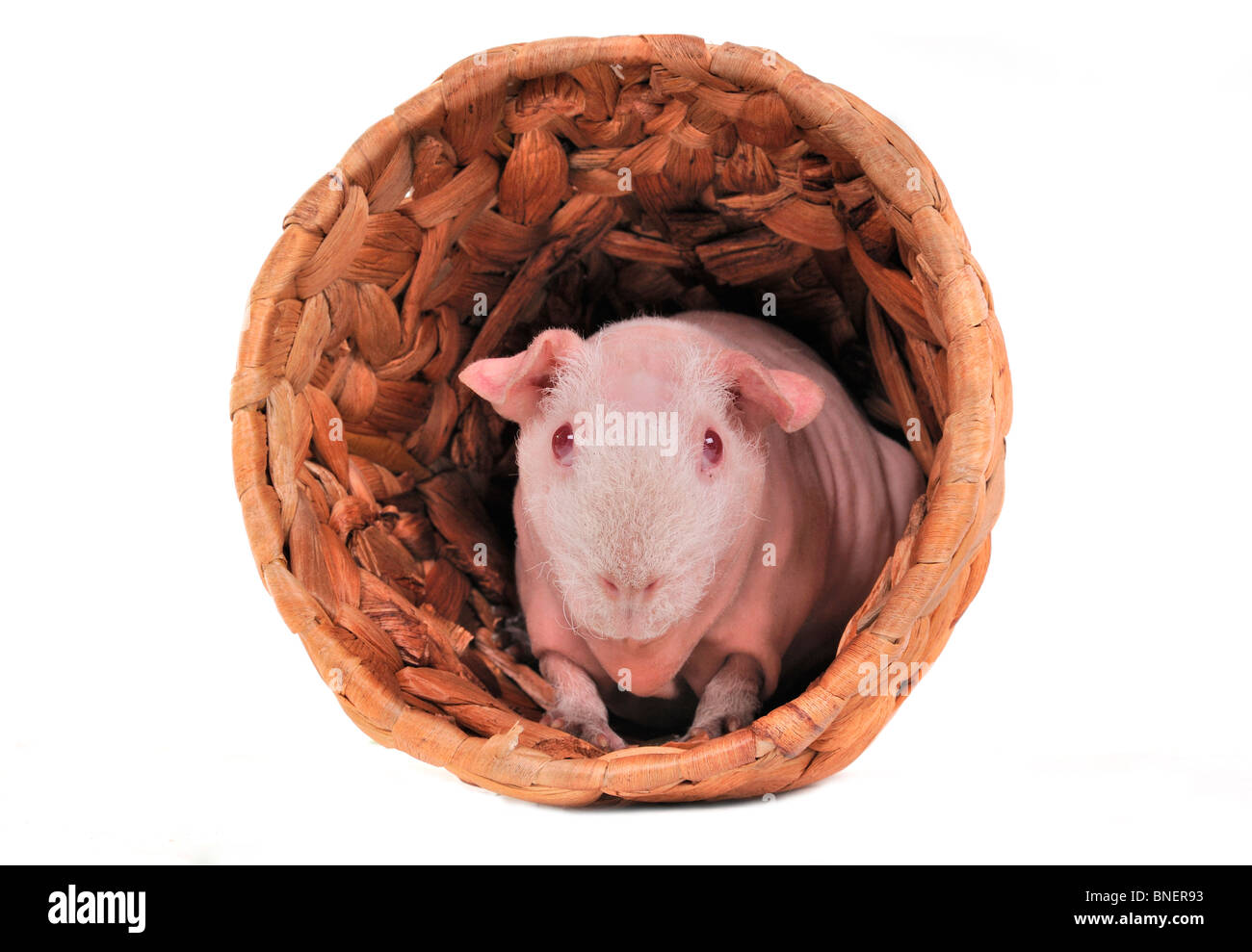 Bald Cavy in her Bamboo Shelter Stock Photo - Alamy