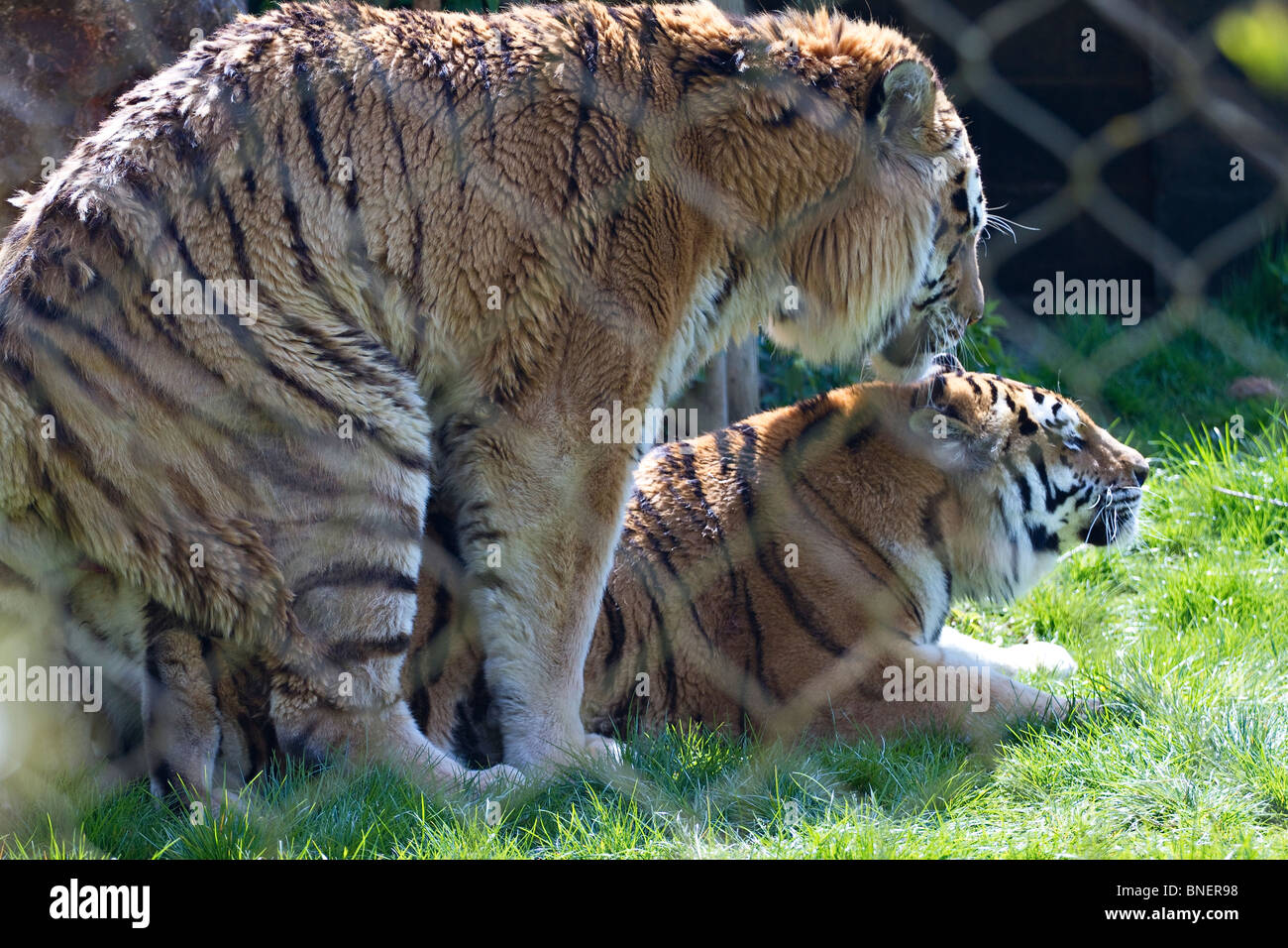 A pair of Amur Tigers (Panthera tigris altaica) mating in captivity ...