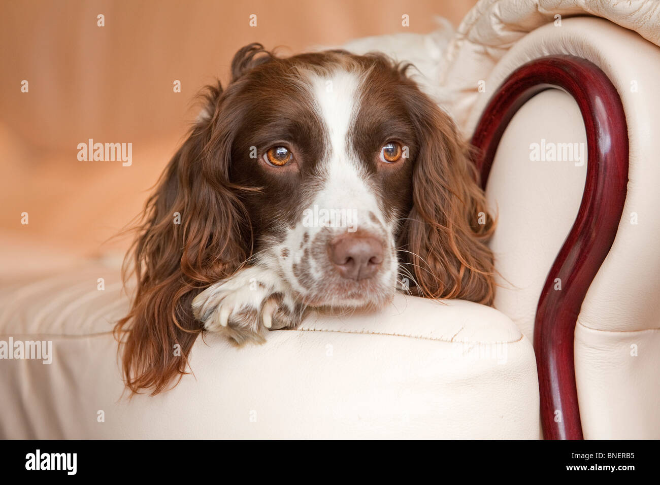 A liver and white English Springer Spaniel working gun dog laying on a ...